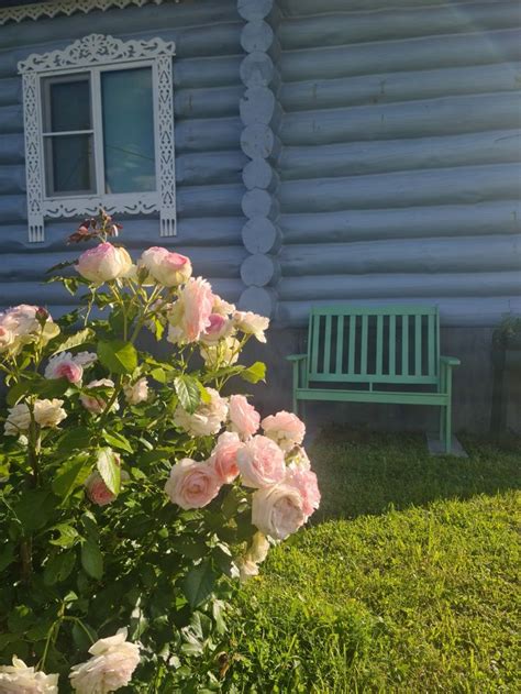 Розы дом в деревне