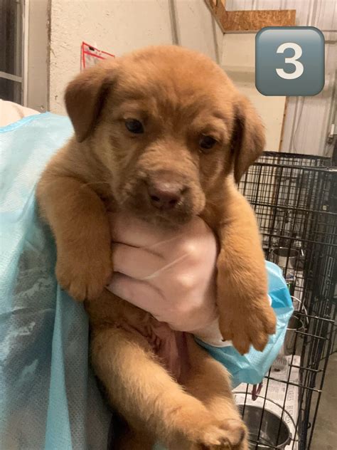 Background And Attributes