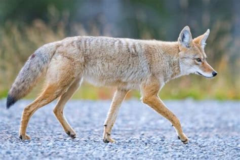 Jenot Fascynuj Cy Wiat I Niezwyk E Zdolno Ci Adaptacyjne