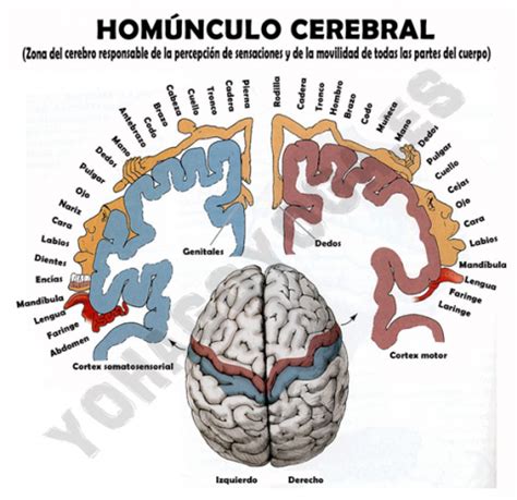 Homúnculo Cerebral Yohagoyoga Es