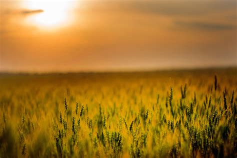 Sunset Nature Field Grass Hd Wallpaper