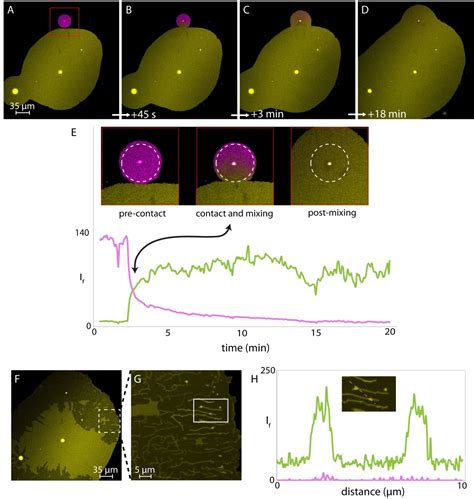 Autonomous Development Of Compositional Diversity In Self‐spreading Flat Protocells Gözen