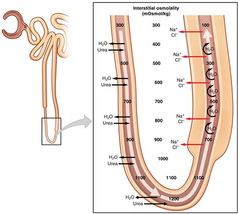 The Nephron Teachmephysiology