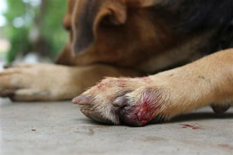 Pododermatitis In Dogs Signs Causes And Care Vet Answer Hepper Pet