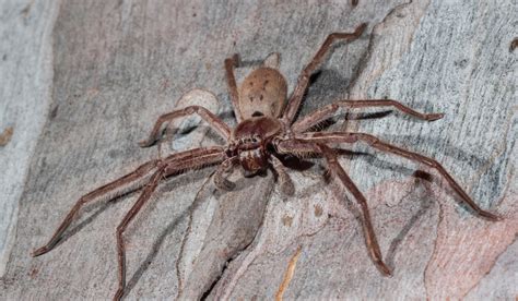 Huntsman Spiders In Florida Facts Identification And Prevention