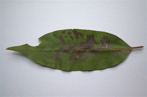 matlab segment object leaf which is on the white paper using image