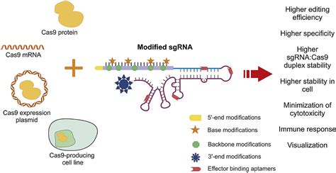 Custom Single Guide Rna Sgrna Synthesis Nucleic Acid Formulation