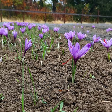 Growing Saffron Flower Saffron Crocus Guide Hgtv