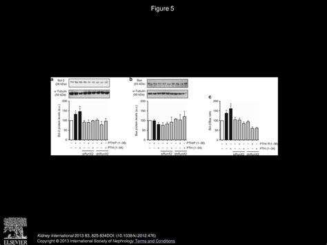 Parathyroid Hormonerelated Protein Protects Renal Tubuloepithelial