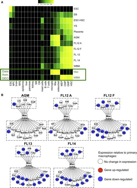 The Transcriptional Landscape Of Hematopoietic Stem Cell Ontogeny Cell Stem Cell