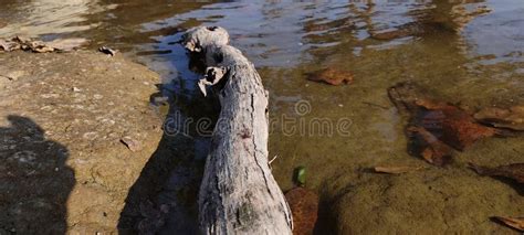 Tree Trunk In River Water Stock Photo Image Of Fall