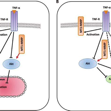 Ragemt1 Mmp Signaling Axis Modified Hmbg 1 Mediated Tf Expression
