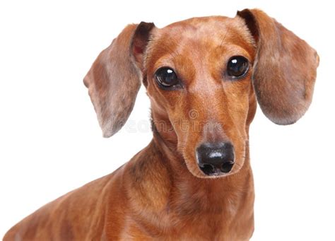 达克斯猎犬狗 库存照片 图片 包括有 敌意 长期 一个 宠物 查出 香肠 全能 休息 标准 22310246