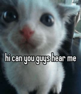 Cat Cute Cat Meme Cat Cute Cat Discover And Share S