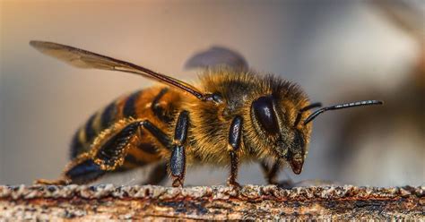 How To Treat Bee Stings And Bug Bites Near Your Eyes Bard Optical