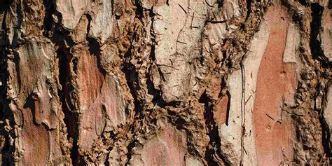 Brown Tree Trunk