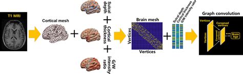 The Graph Based Convolutional Network For Brain Age Prediction Download Scientific Diagram