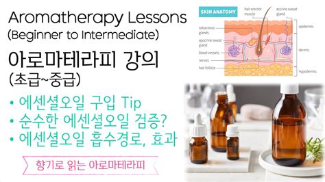 에센셜오일 흡수 아로마테라피 강의 5 Essential Oil Absorption Youtube