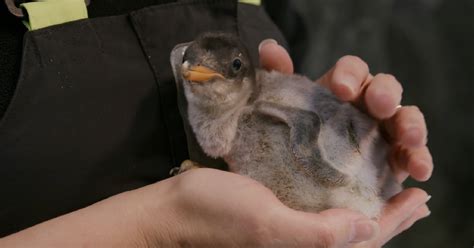 Proud Same Sex Penguin Power Couple Welcome Second Chick • Gcn Proud Same Sex Penguin Power Couple Welcome Second Chick • Gcn
