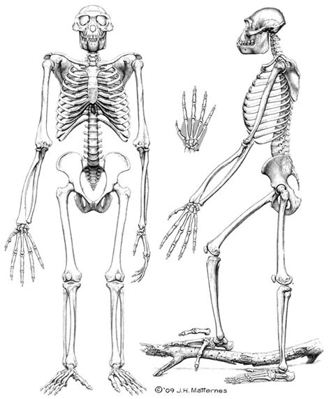 Sahelanthropus Tchadensis Skeleton