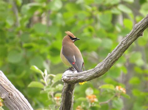 Whatcom Falls Park — North Cascades Audubon Society
