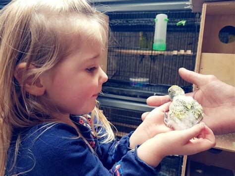 Premium Photo Cropped Hand Giving Chick To Girl