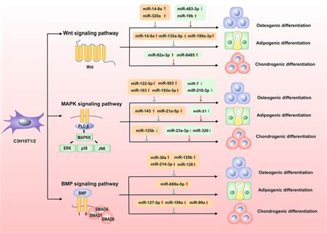 Wnt Signaling Pathway Regulations In Tri Lineage Differentiation The Download Scientific