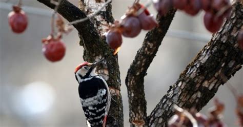 큰오색딱따구리