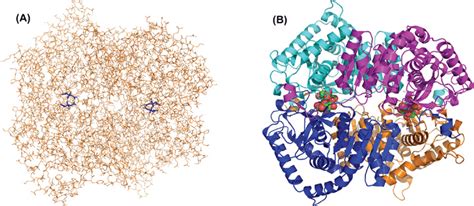 Structure Of Human Ldh A With Citrate Bound At The Allosteric Site The Download Scientific
