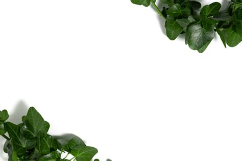 화려한 아이비의 창조적 인 레이아웃은 그림자와 태양의 흰색 배경에 떠난다 복사 공간이있는 최소한의 여름 이국적인 개념 국경 맨 위 보기입니다 0명에 대한 스톡 사진 및 기타