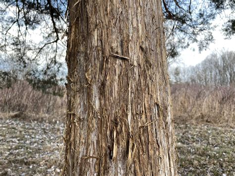 Eastern Red Cedar Creasey Mahan Nature Preserve