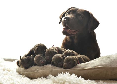What Does It Mean When A Dog Bleeds Out