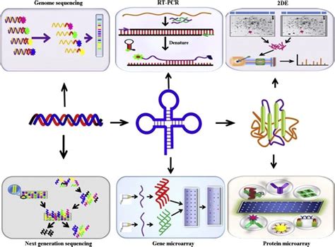 Khadija Rafiq On Linkedin What Are Proteomics Proteomics Is The Large