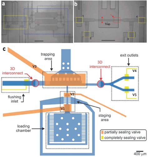 Automated Microfluidic Devices For Observing The Regeneration Process