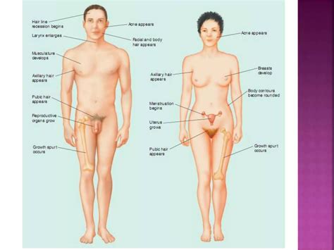 Hormones Sex PPTX Endocrine And Metabolic Diseases Diseases And Conditions