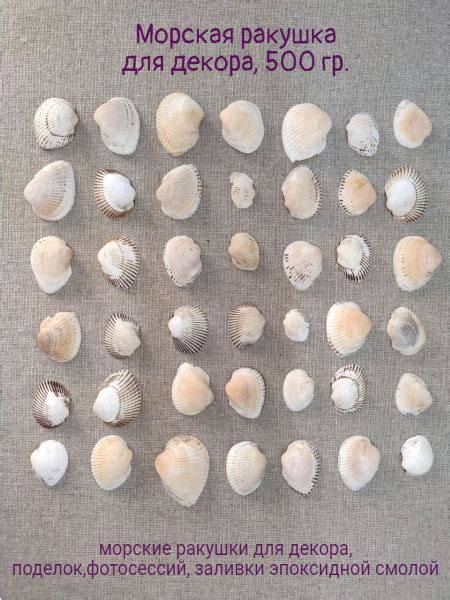 Украшение настольное интерьерное морская ракушка купить по доступным ценам в интернет магазине