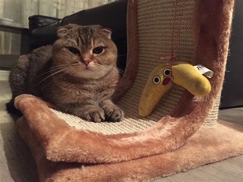 I Killed Your Scale Deal With It Imgur