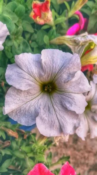 Flower Wallpaper By Onik33 Download On Zedge™ F4e4