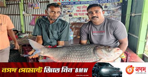 রাজবাড়ীতে ধরা পড়ল ২৭ কেজি ওজনের কাতল