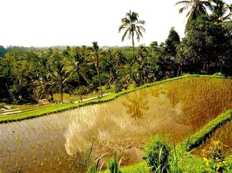 Безкоштовна картинка Пшениця сільське господарство ферми краєвид Сфера небо сільські