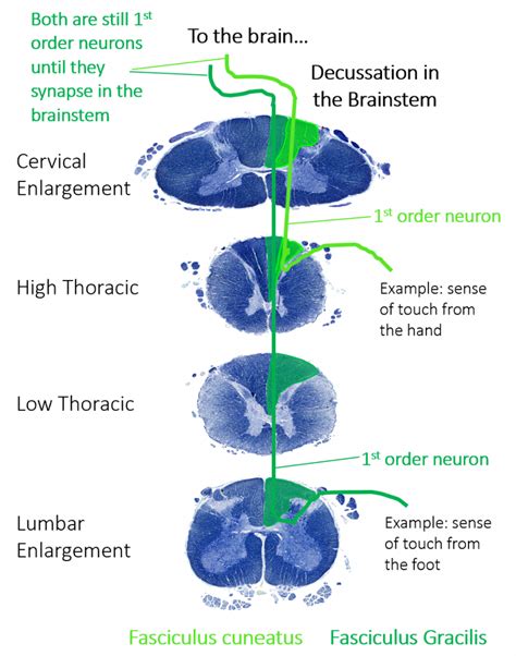 Fasciculus Gracilis From The Neurons