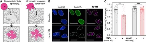 Viscoelasticity And Advective Flow Of Rna Underlies Nucleolar Form And