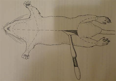 Mus Musculus Histology Project