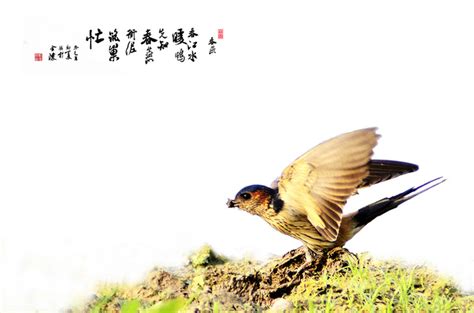 燕子衔泥筑巢忙摄影图片南京生态摄影 太平洋电脑网摄影部落