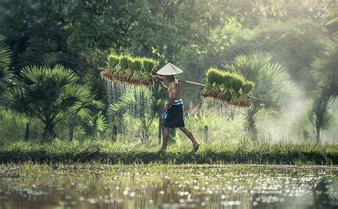 HD wallpaper: stick, agriculture, agricultural, human, activity, farmer ...