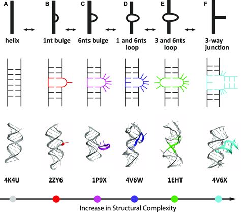 A Three Way Junction Emerges From A Helix Through A Series Of