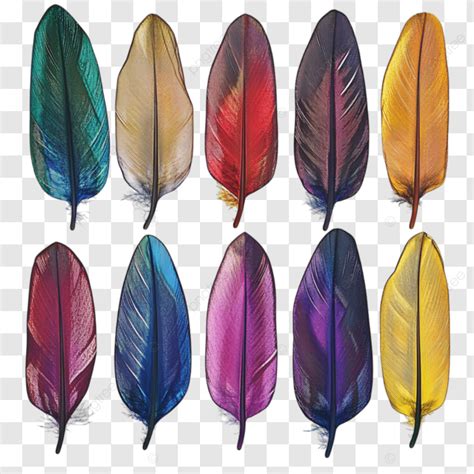 대담한 색조와 부드러운 그라디언트가있는 다채로운 디테일 깃털의 화려한 컬렉션은 다양성을 나타냅니다 깃털 화려한 상세한 Png 일러스트 및 이미지 에 대한 무료 다운로드