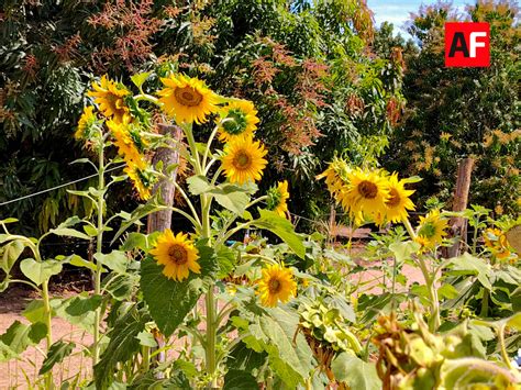 Emprenden En E Zapata Municipio De Manzanillo Primer Vivero Cultivo