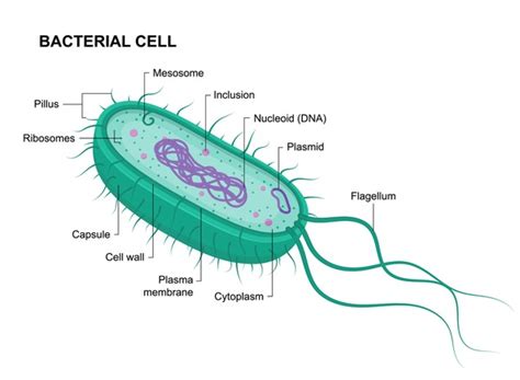 Flagella Plant Cell