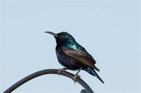 100 000 Free Bird Animated And Bird Images Pixabay